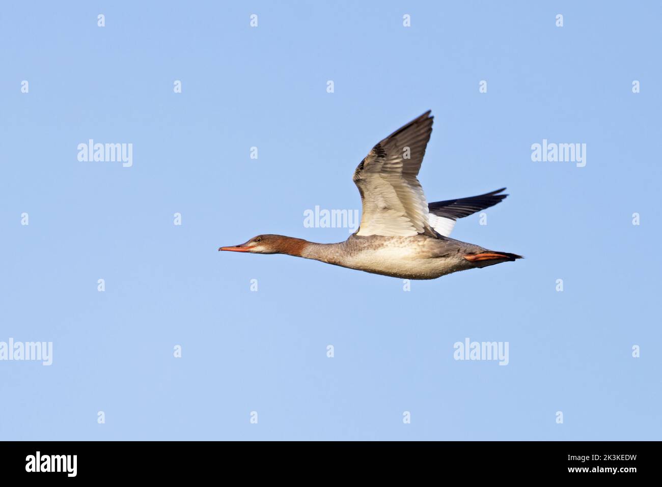 Goosander (Mergus merganser) juvenile flying Norfolk UK GB September ...