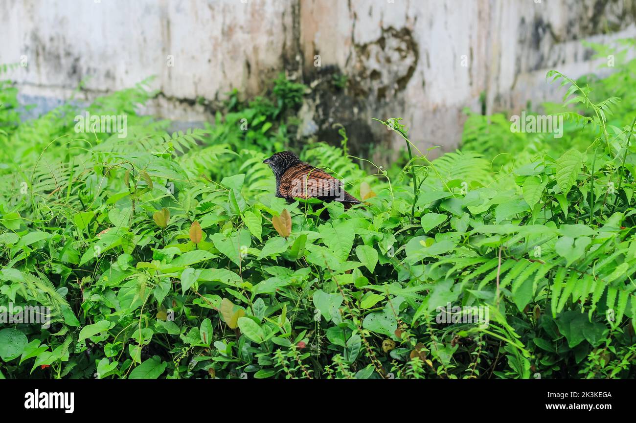 Close-up view of a young greater coucal bird. Bubut Besar ( The Greater ...