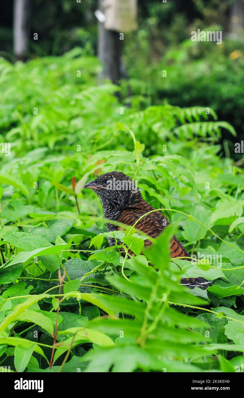 Close-up view of a young greater coucal bird. Bubut Besar ( The Greater ...