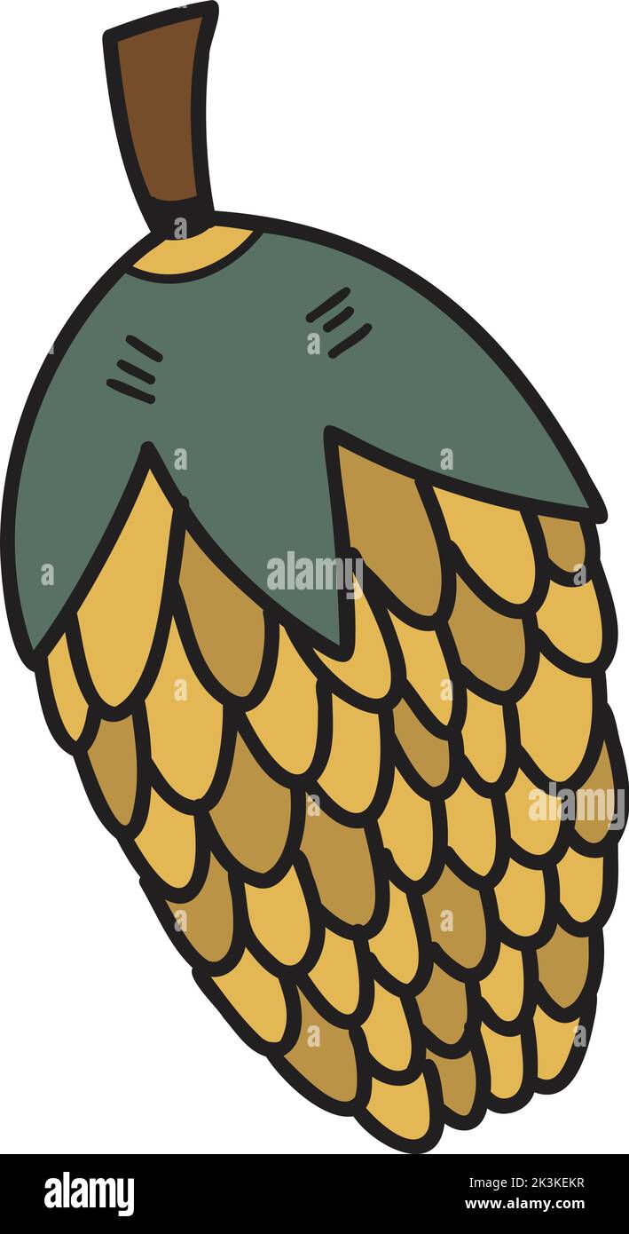 Hand Drawn pine seeds illustration isolated on background Stock Vector ...