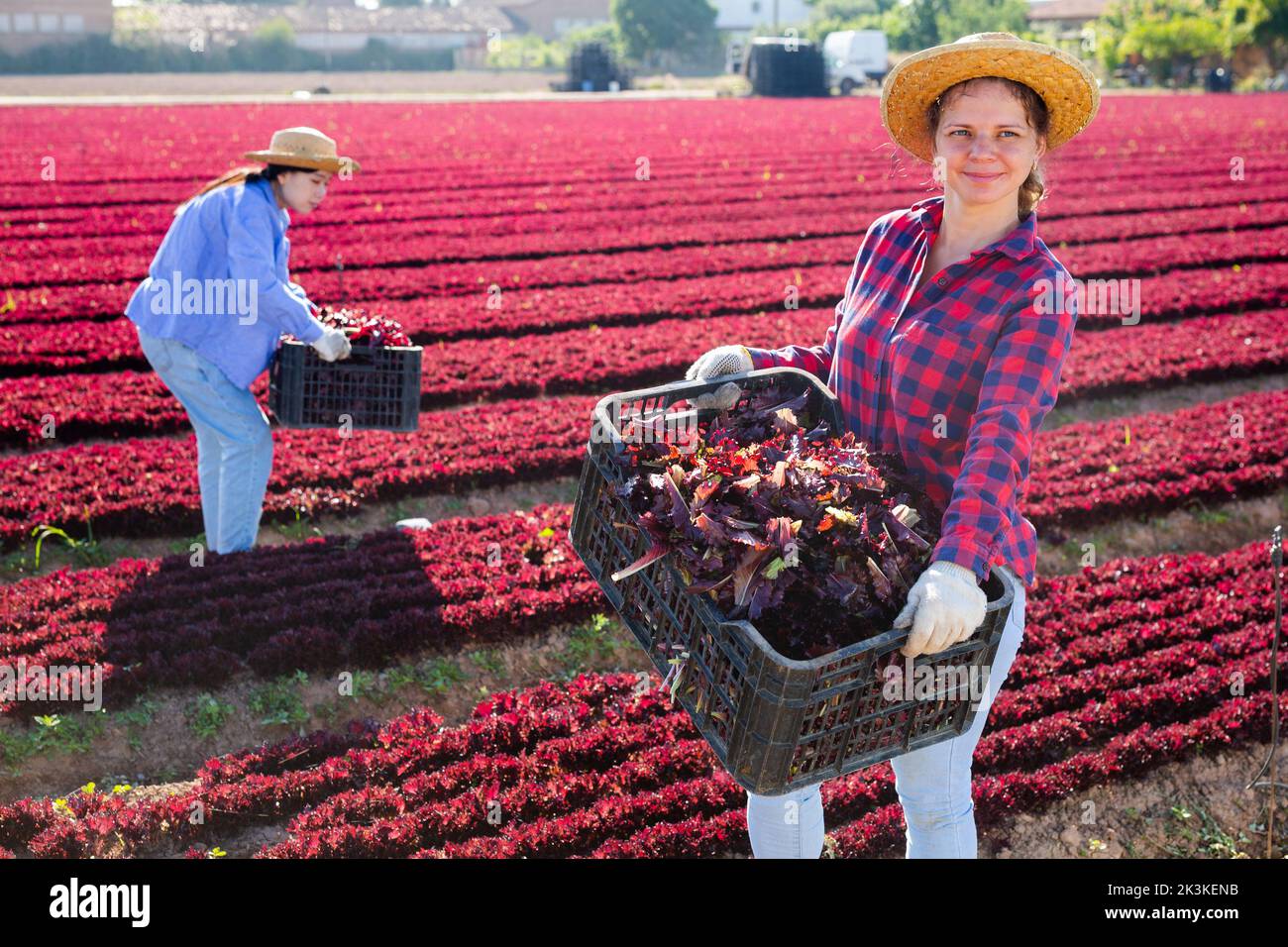 Portrait of horticulturist standing on farm plantation with box of red ...