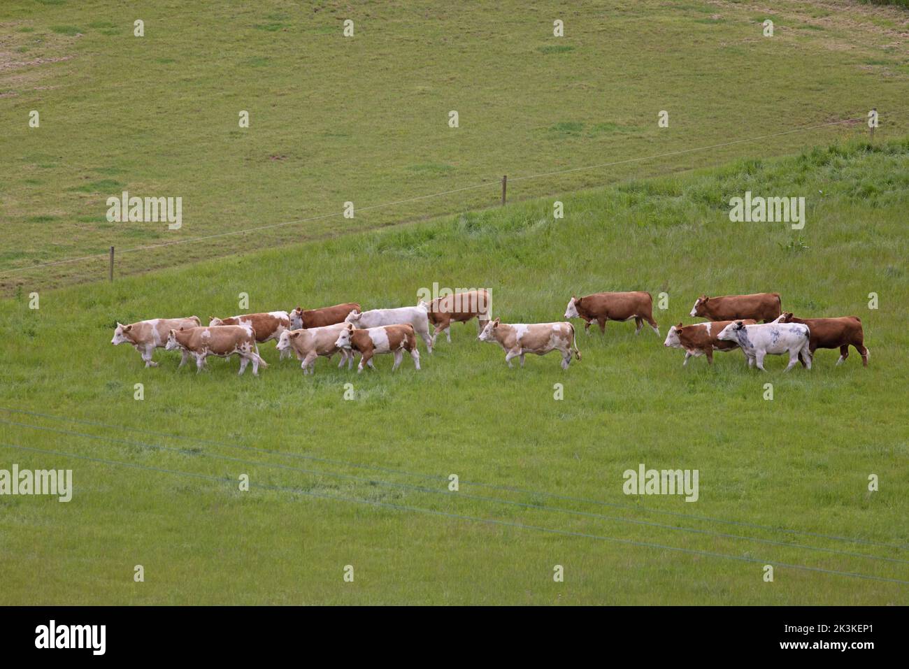 May uk cows hi-res stock photography and images - Alamy