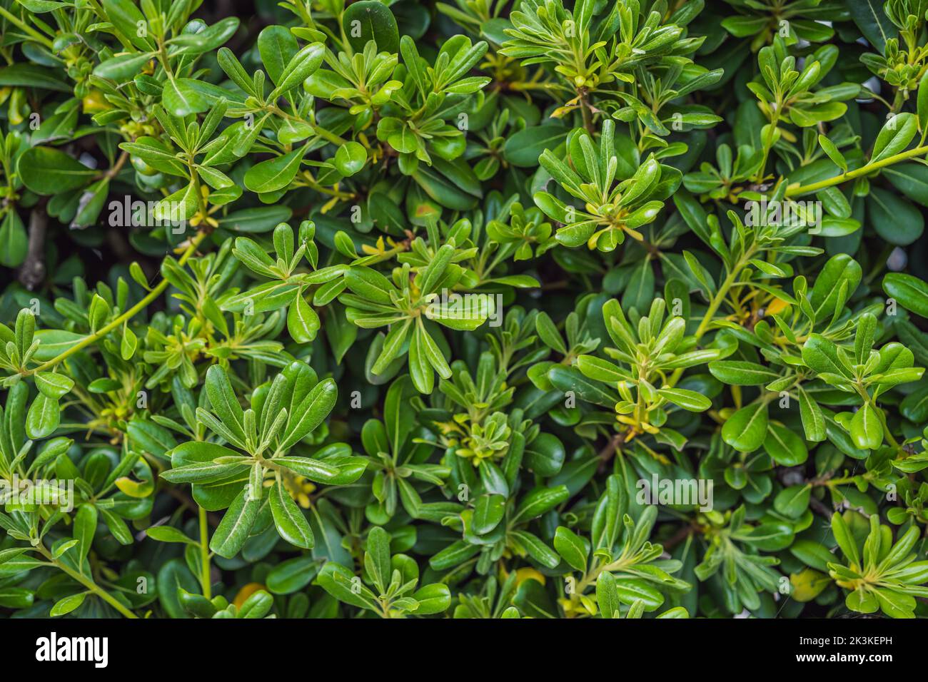 Pittosporum tobira several common names, including Australian laurel ...