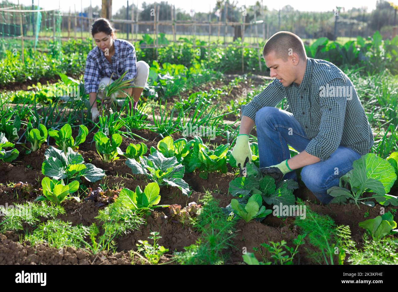 Man weeds green cabbage on farm field Stock Photo - Alamy