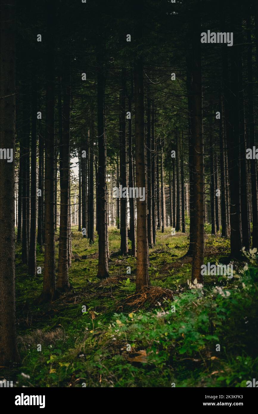 Army of trees Stock Photo - Alamy