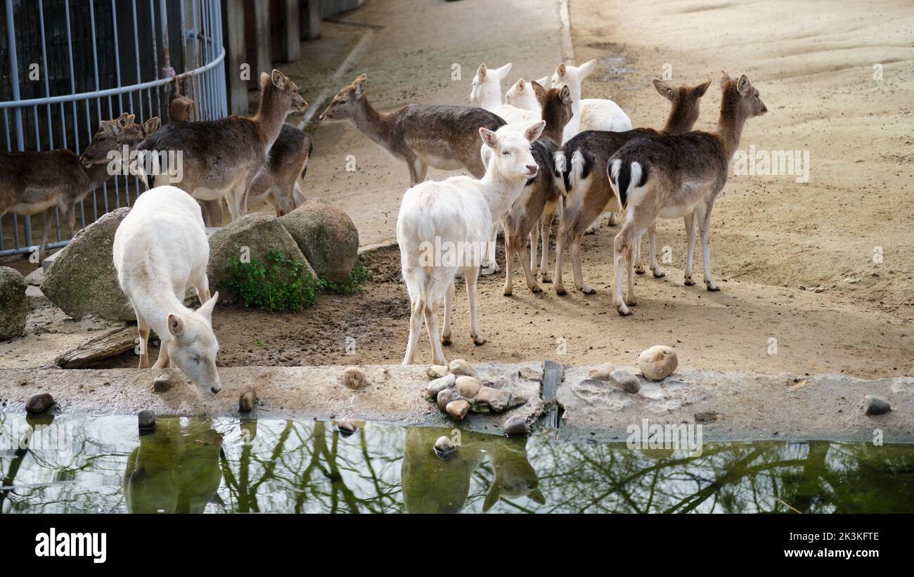 Herd of female sitatunga or marshbuck (Tragelaphus spekii Stock Photo ...
