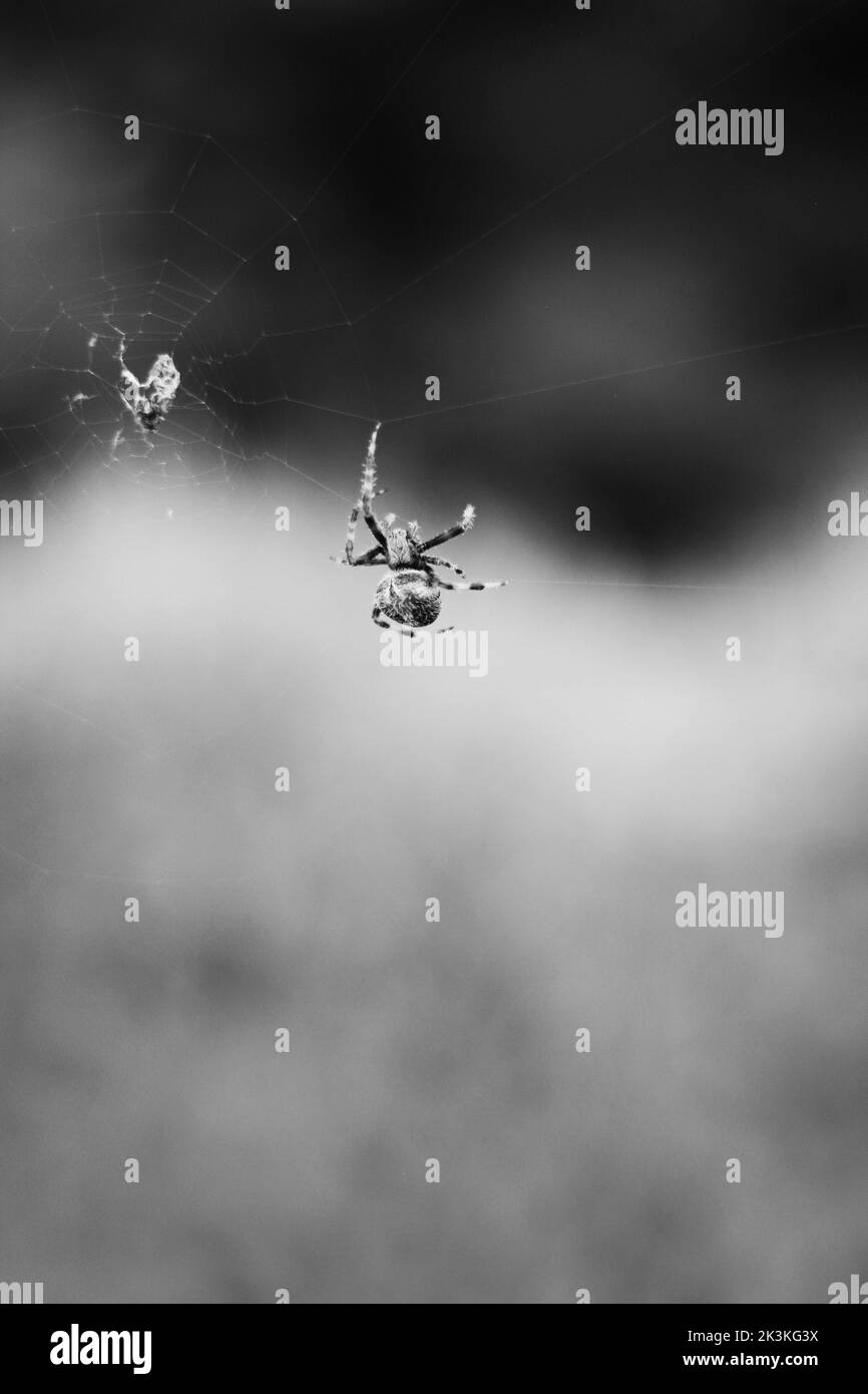 Typical garden spider crawling around its huge spiderweb in a black and ...