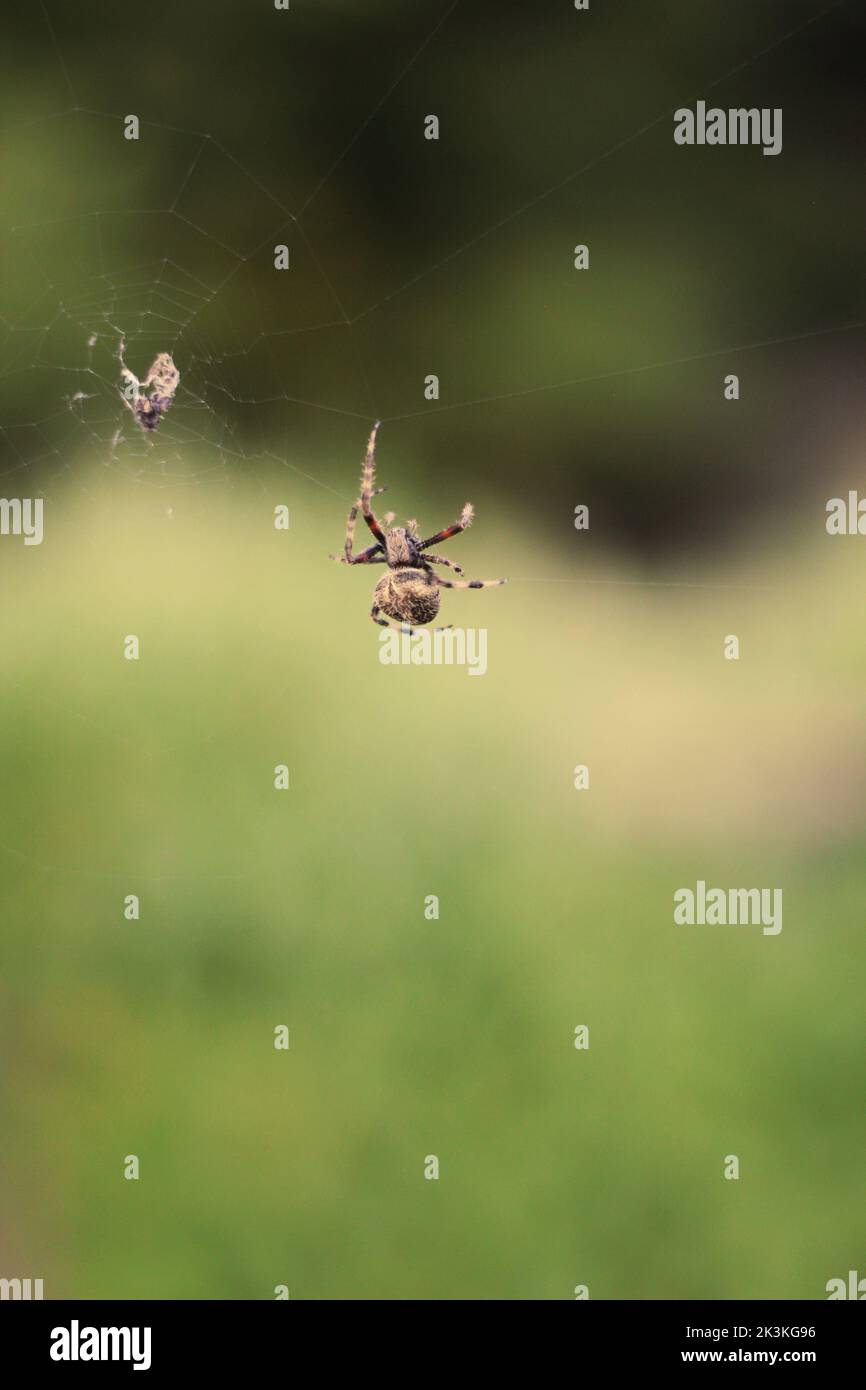 Typical garden spider crawling around its huge spiderweb Stock Photo ...
