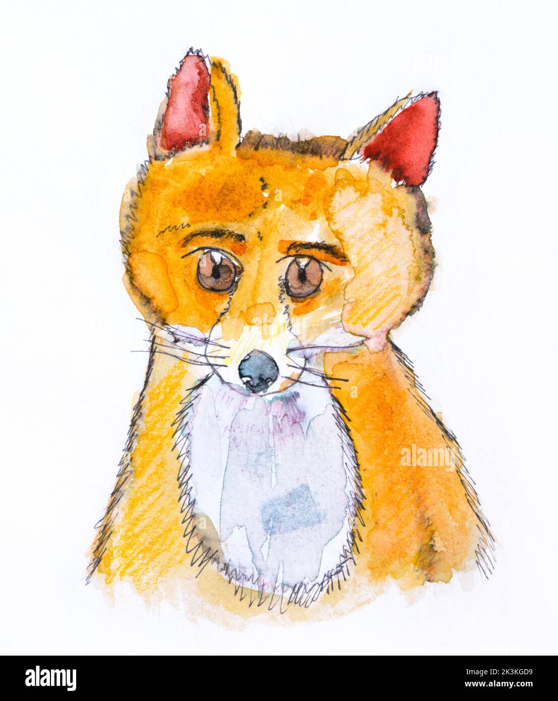 Portrait of an orange fox. Watercolour hand drawing Stock Photo - Alamy