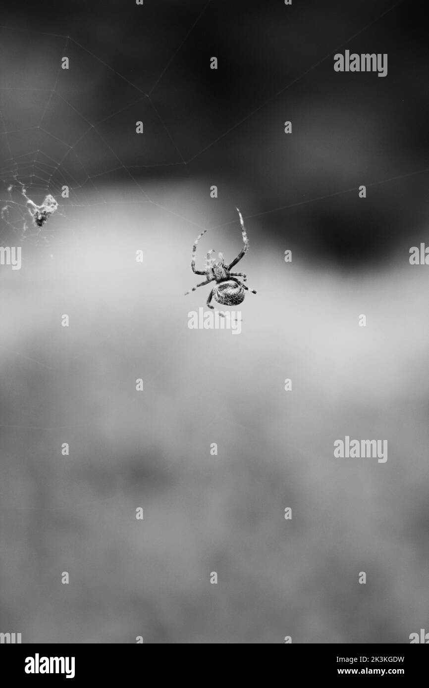Typical garden spider crawling around its huge spiderweb in a black and ...