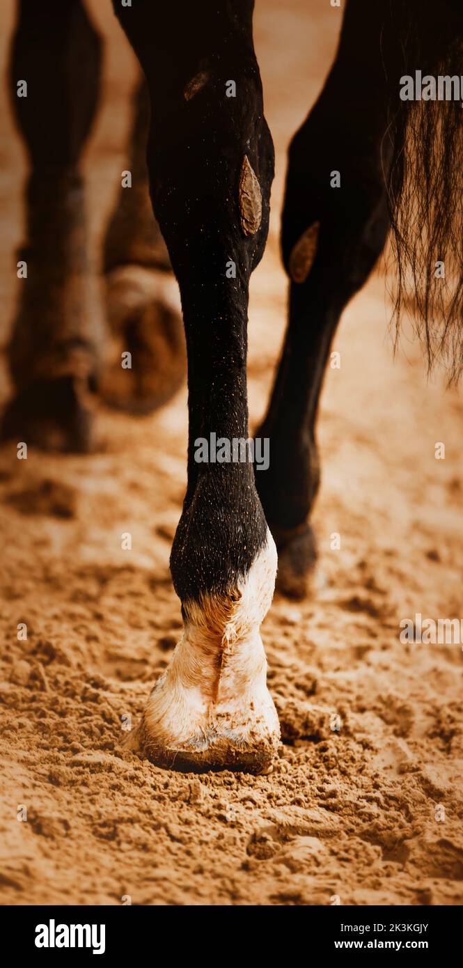 A rear view of the black legs of a horse with a long tail, which steps ...