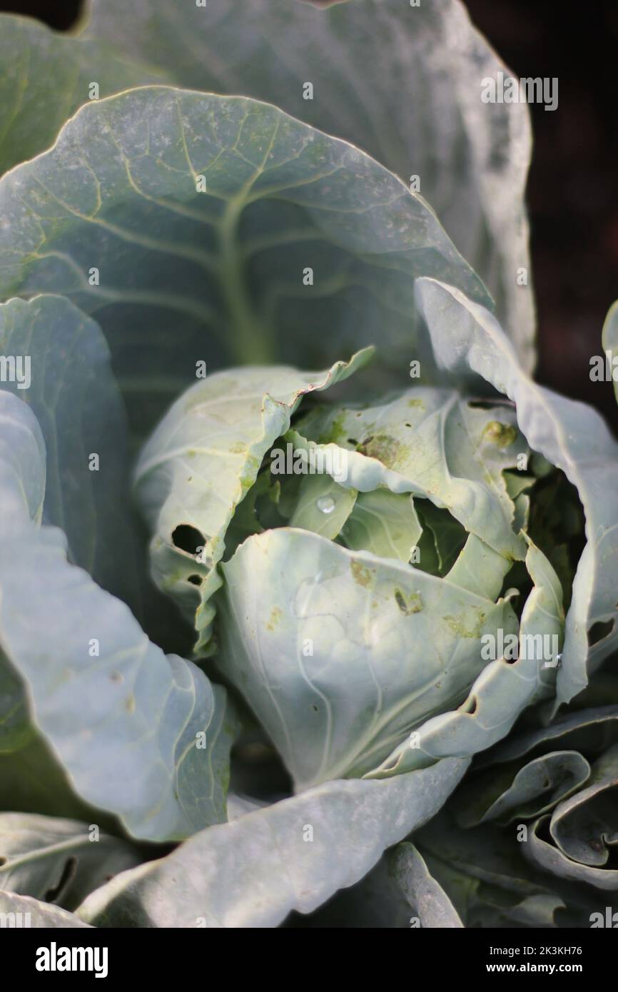 Leafy cabbage blooms hi-res stock photography and images - Alamy