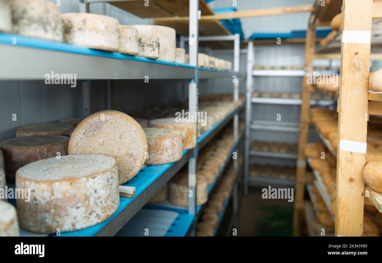 Cheese maturing storehouse on dairy factory with wheels of goat cheese ...
