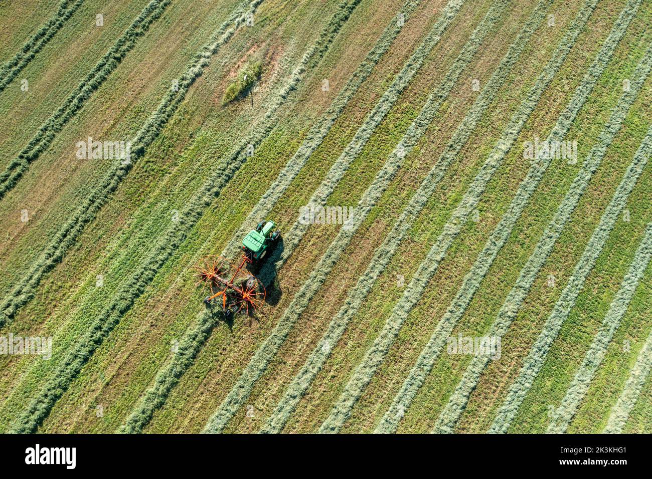 Aerial view of a hay raker consolidating windrows in an alfalfa field ...