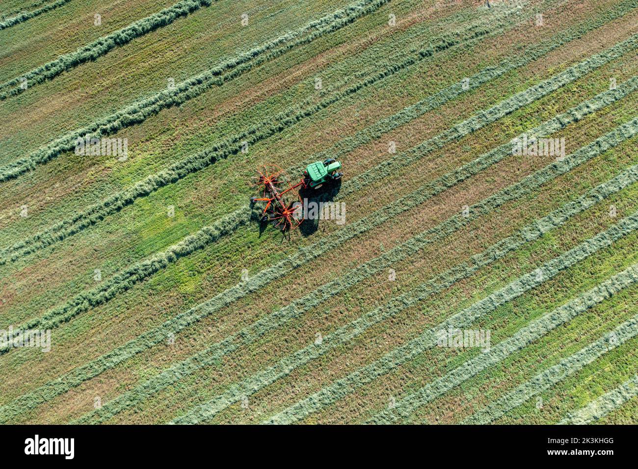 Aerial view of a hay raker consolidating windrows in an alfalfa field ...
