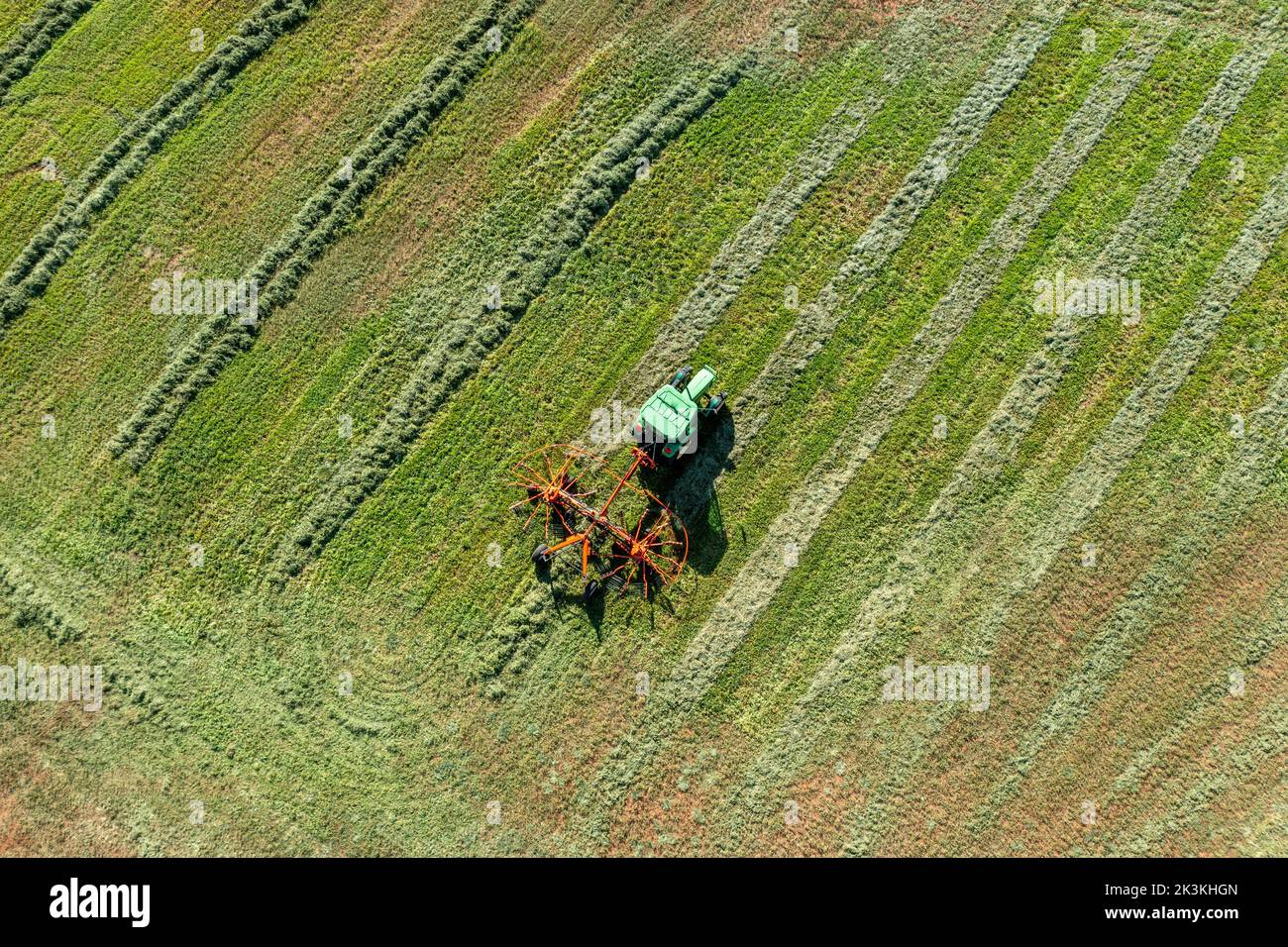 Aerial view of a hay raker consolidating windrows in an alfalfa field ...