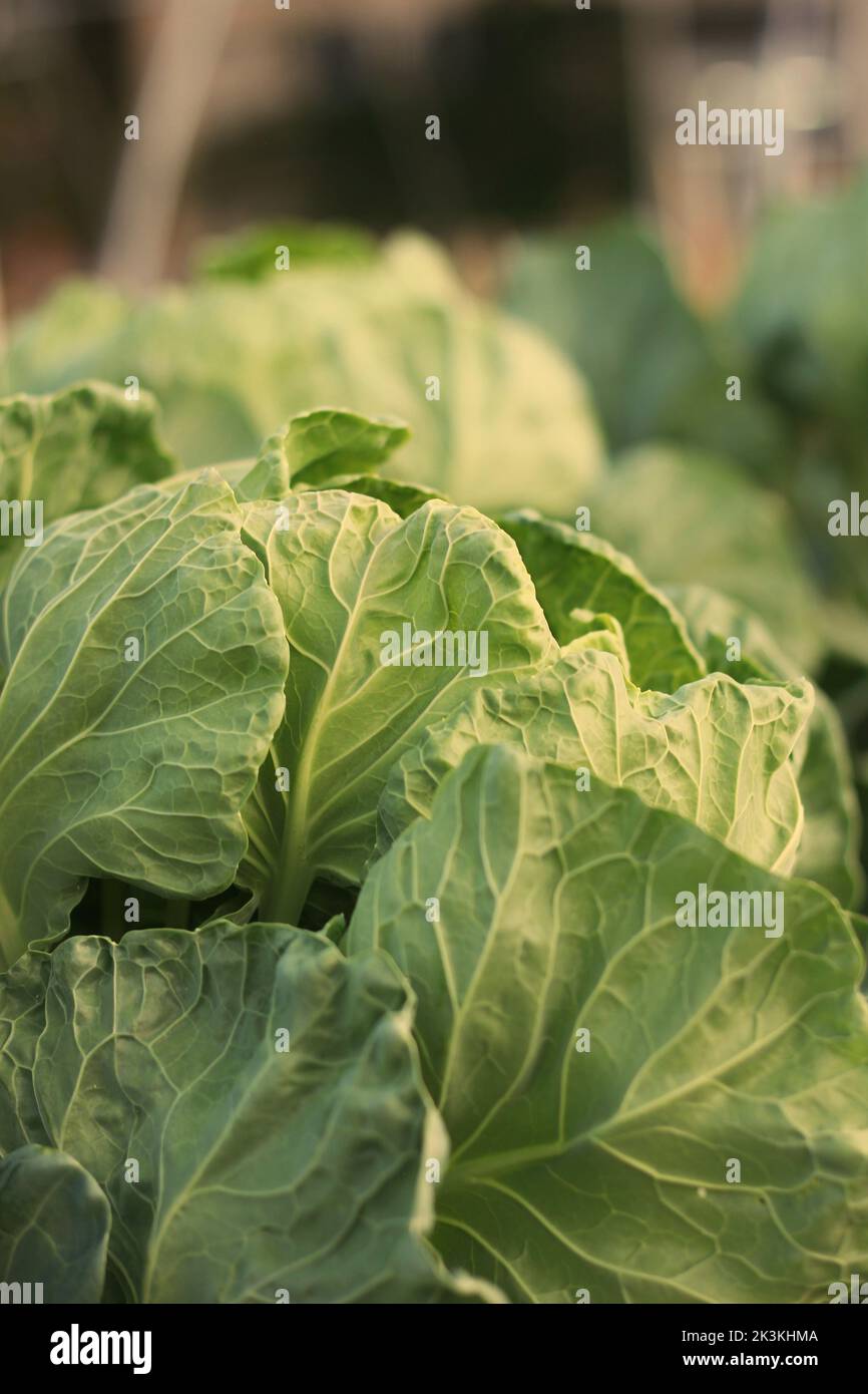 Leafy cabbage blooms hi-res stock photography and images - Alamy