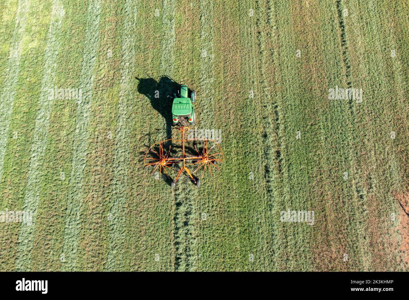 Aerial view of a hay raker consolidating windrows in an alfalfa field ...
