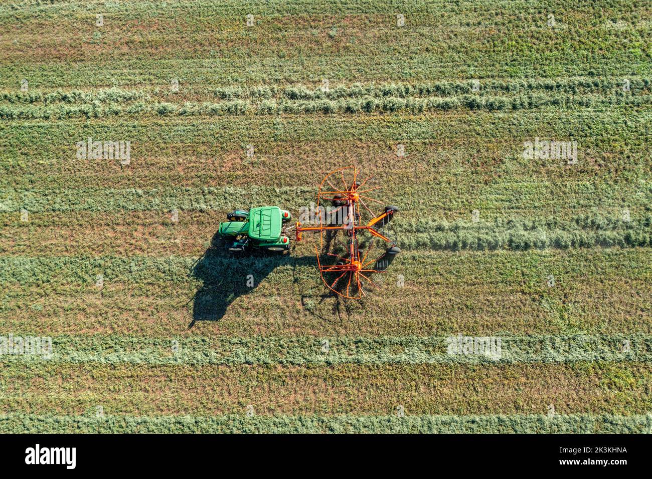 Aerial view of a hay raker consolidating windrows in an alfalfa field ...