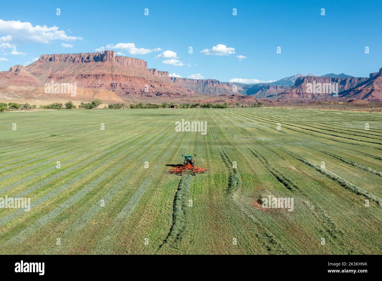 Aerial view of a hay raker consolidating windrows in an alfalfa field ...