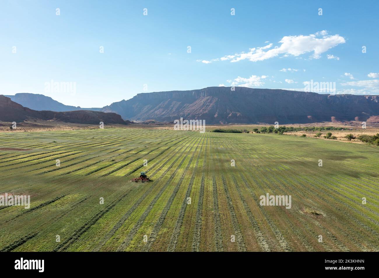 Feed on desert vegetation hi-res stock photography and images - Alamy