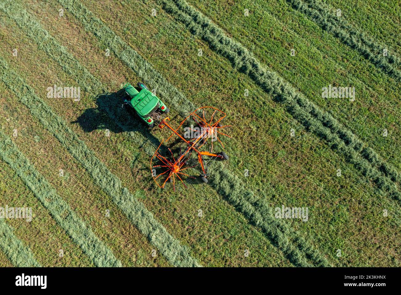 Aerial view of a hay raker consolidating windrows in an alfalfa field ...