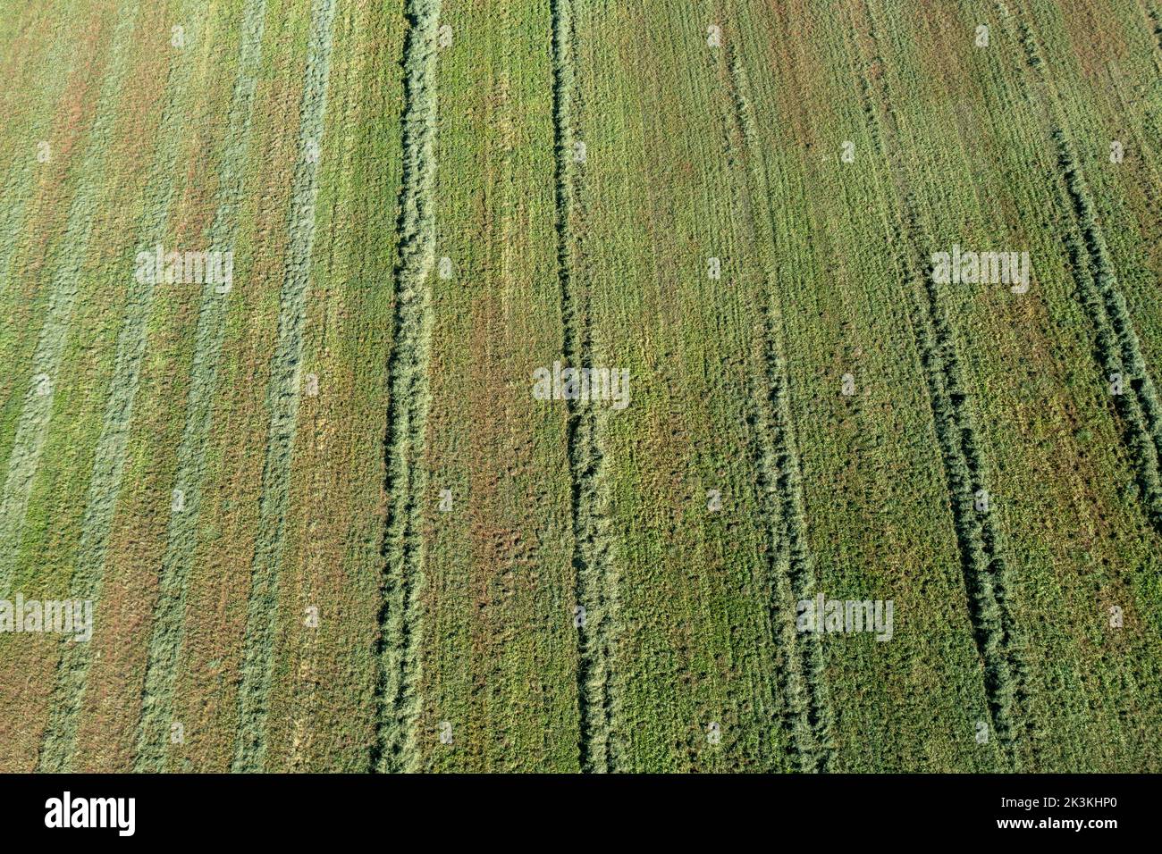Aerial view of windrows of raked hay, ready for baling, in an alfalfa ...