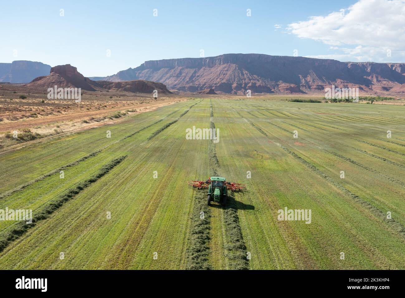 Aerial view of a hay raker consolidating windrows in an alfalfa field ...