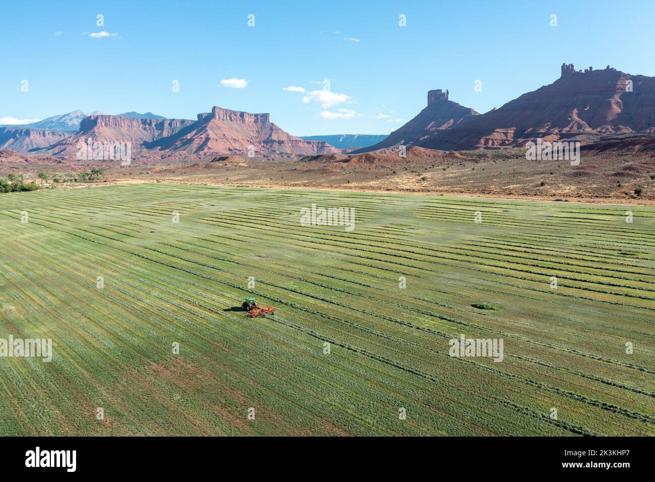 Aerial view of a hay raker consolidating windrows in an alfalfa field ...
