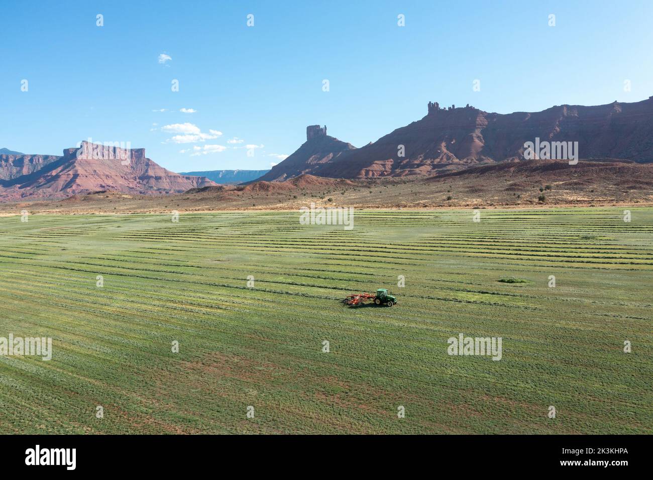 Aerial view of a hay raker consolidating windrows in an alfalfa field ...