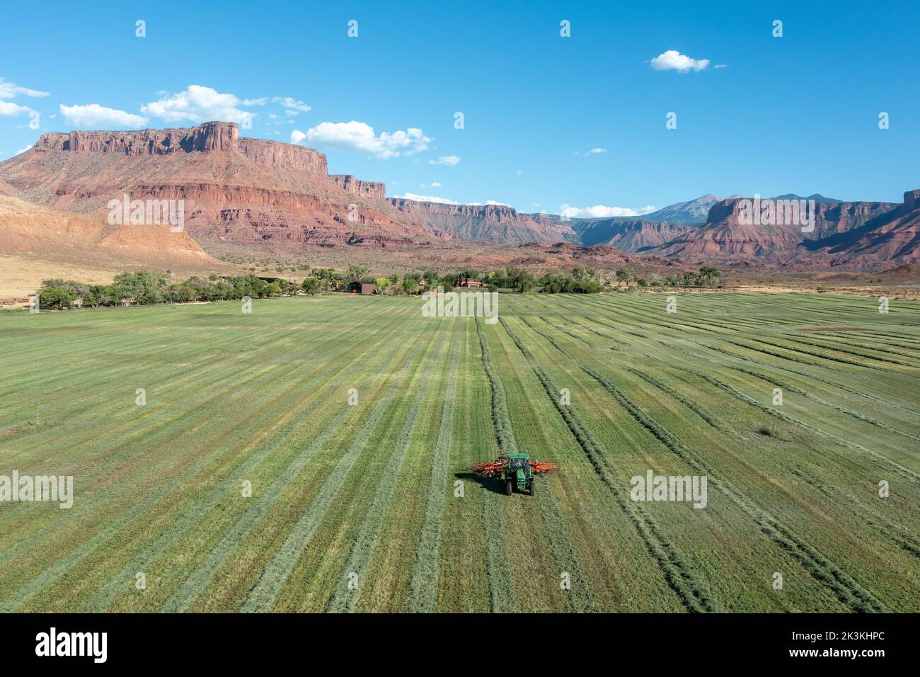 Aerial view of a hay raker consolidating windrows in an alfalfa field ...