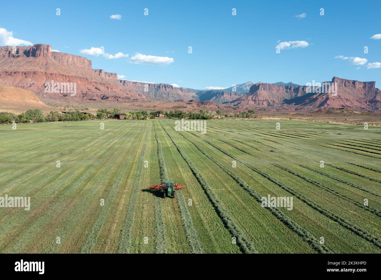 Aerial view of a hay raker consolidating windrows in an alfalfa field ...