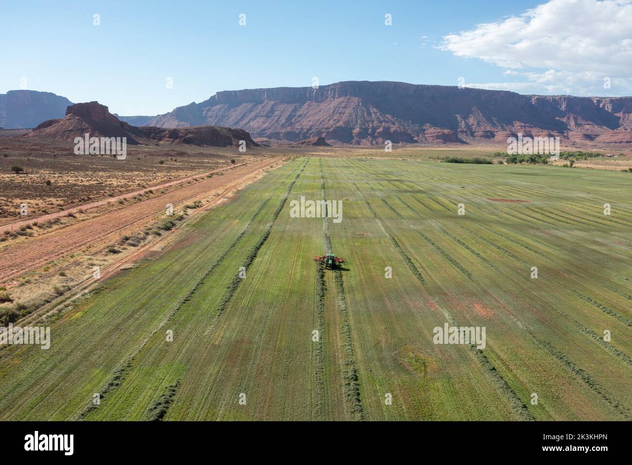 Aerial view of a hay raker consolidating windrows in an alfalfa field ...
