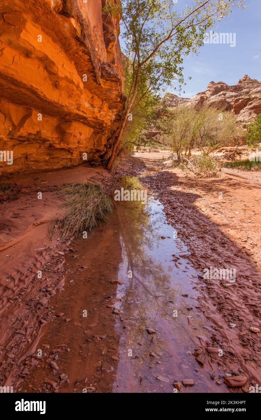 Barrier Creek and cottonwood trees in Horseshoe Canyon in Canyonlands ...