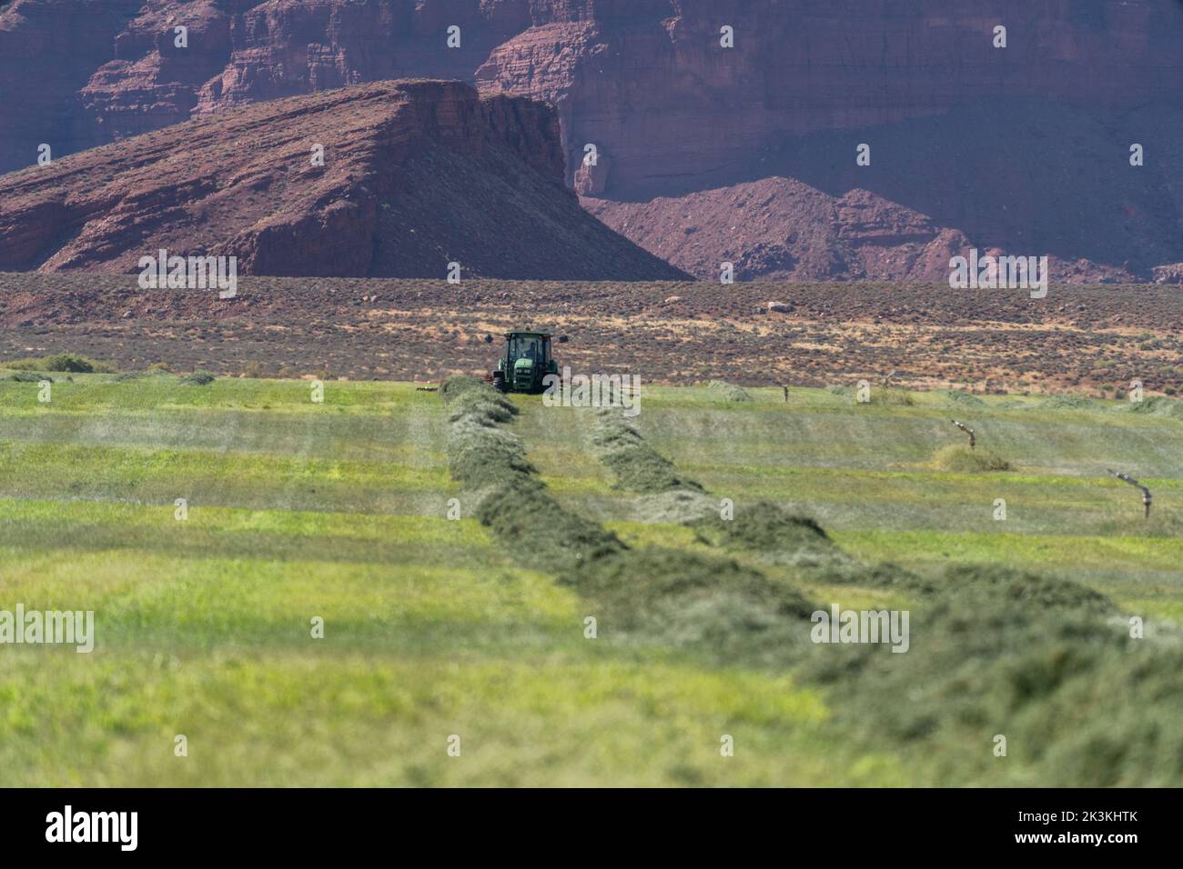 A tractor pulling a hay rake rakes rows of mown hay into larger ...