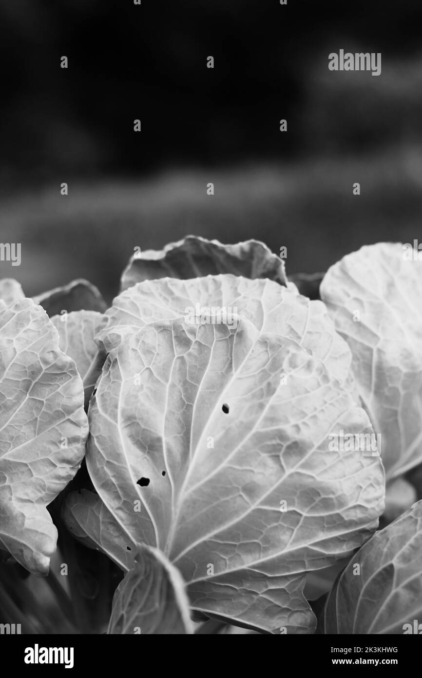 Cabbage flower Black and White Stock Photos & Images - Alamy