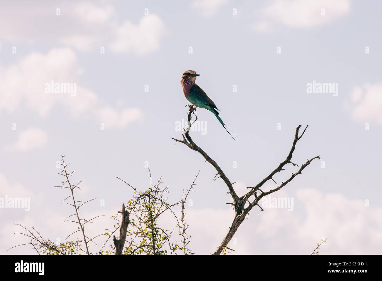 A colorful bird - a lilac breasted roller - takes a break on top of a ...