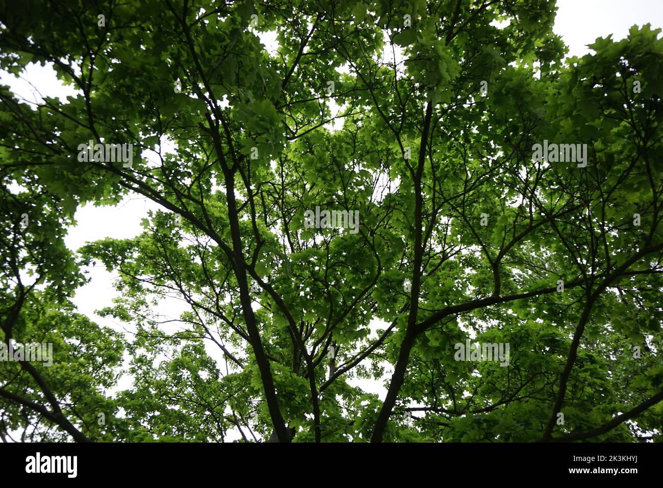 A growing big lush tree with green leaves Stock Photo - Alamy