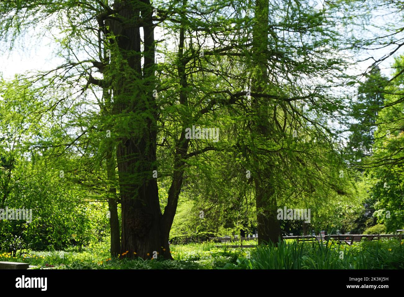 A growing big lush trees with green leaves Stock Photo - Alamy