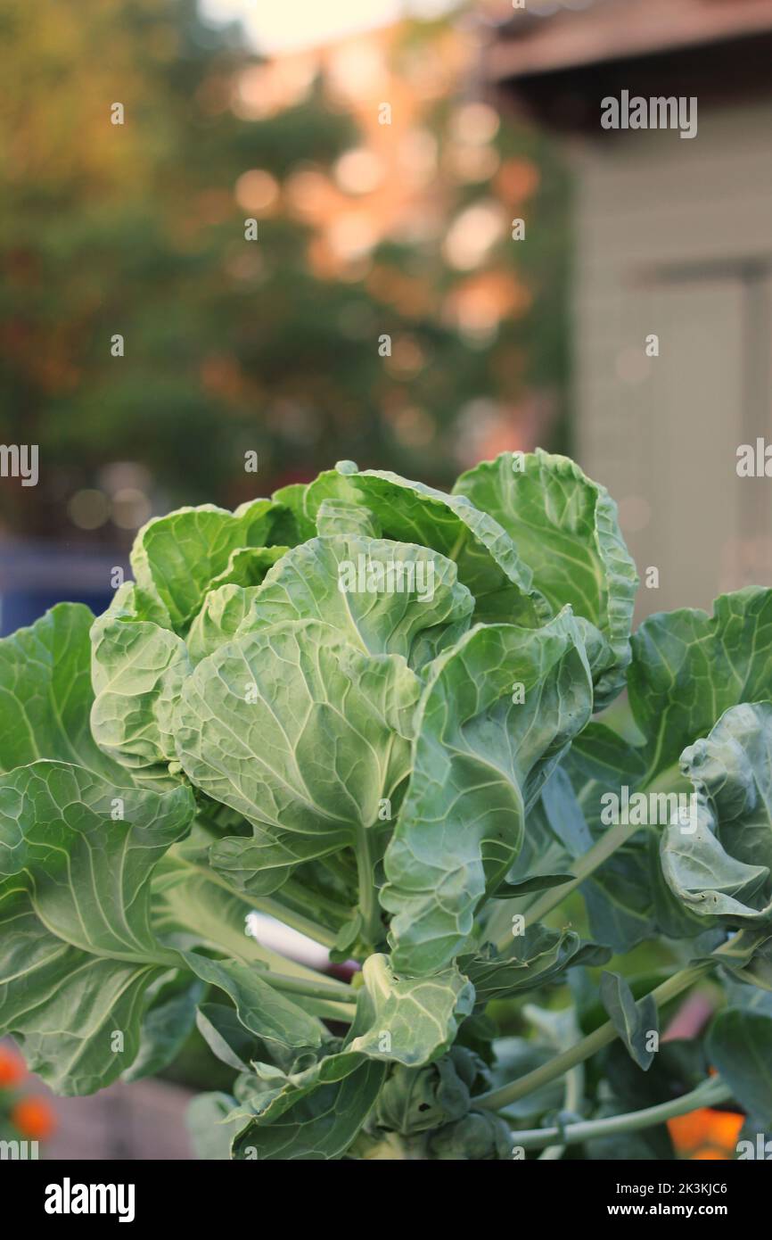 Leafy cabbage blooms hi-res stock photography and images - Alamy