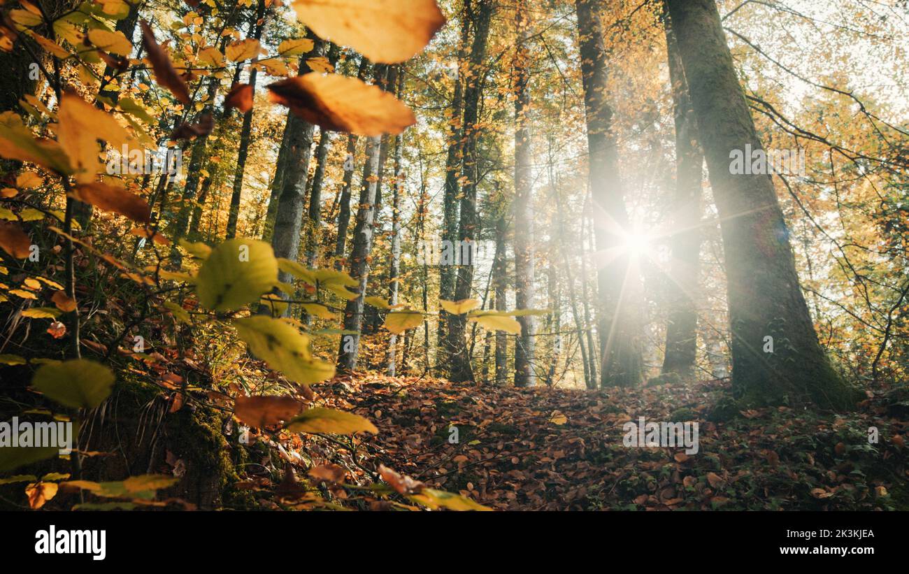 Forest with autumn colors at sunset Stock Photo - Alamy