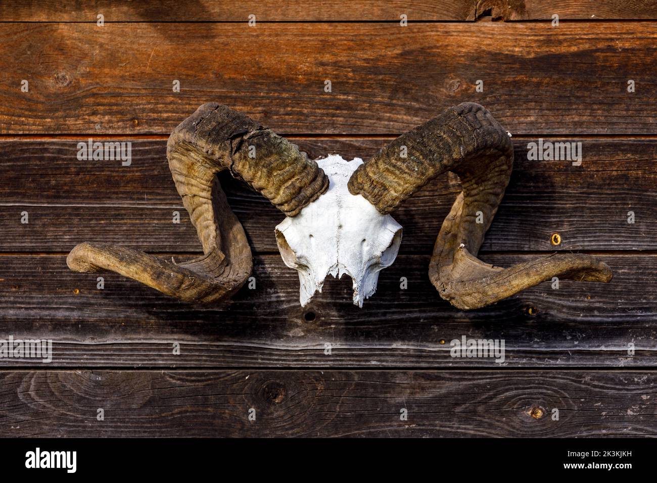 The skull of a ram Stock Photo - Alamy