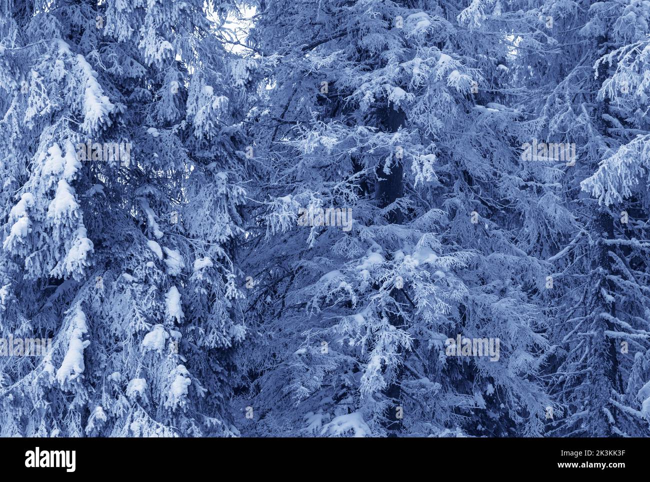 Magic snow-covered frosty branches of fir-tree in winter forest after ...