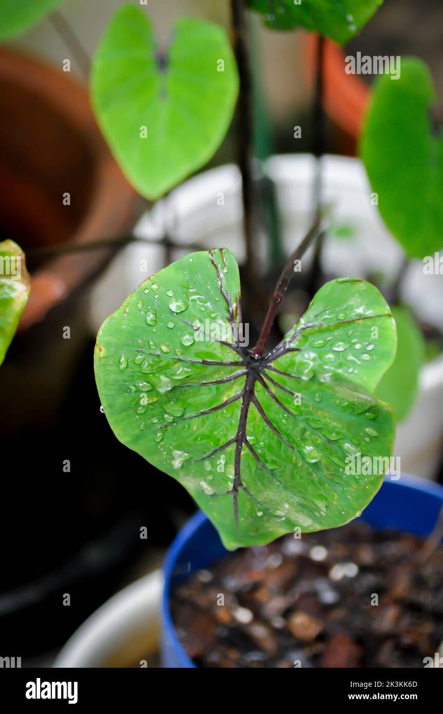 Colocasia Pharaohs Mask , Pharaohs mask elephant ear or Colocasia and ...