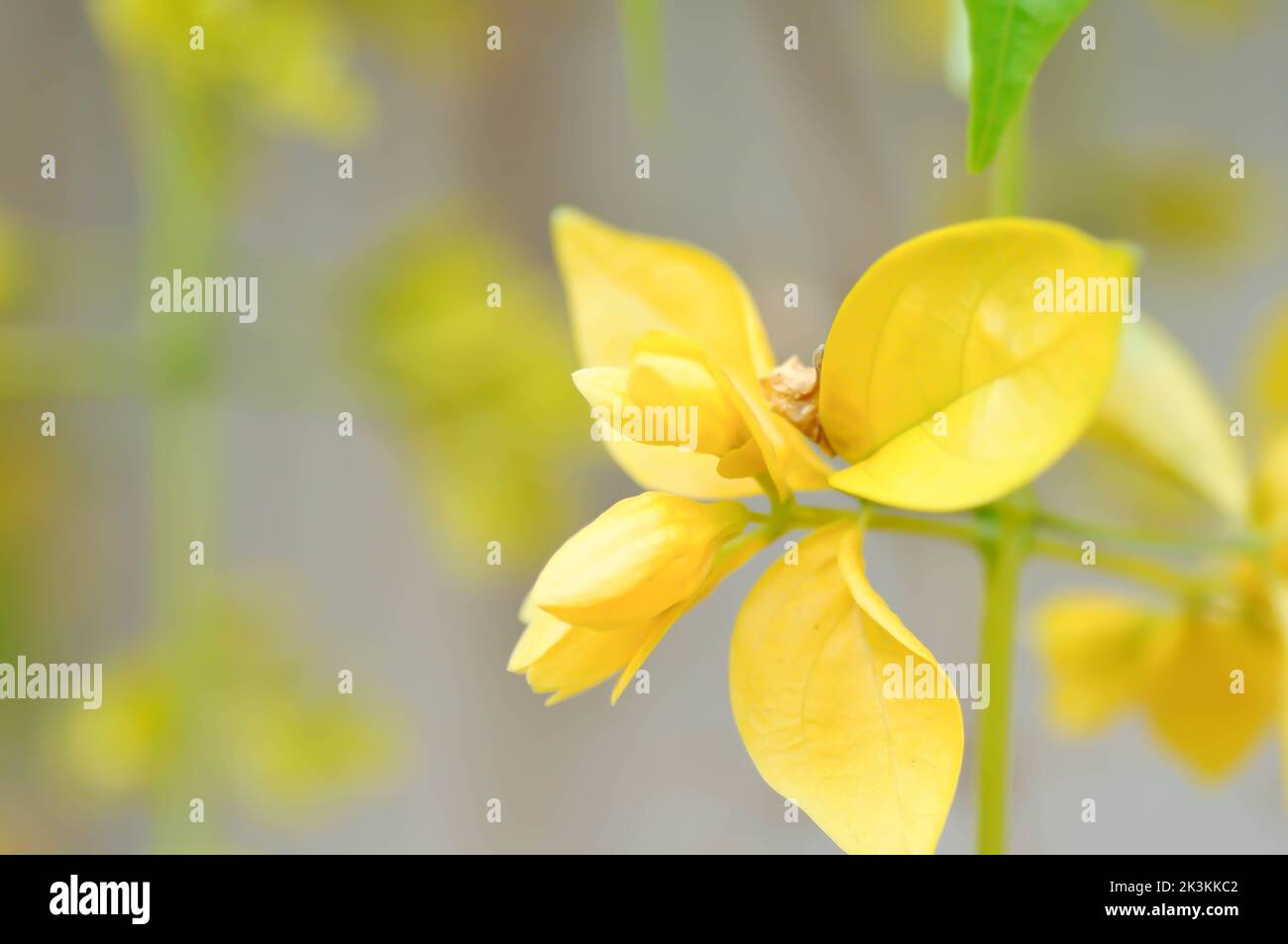 Petreovitex bambusetorum king hi-res stock photography and images - Alamy