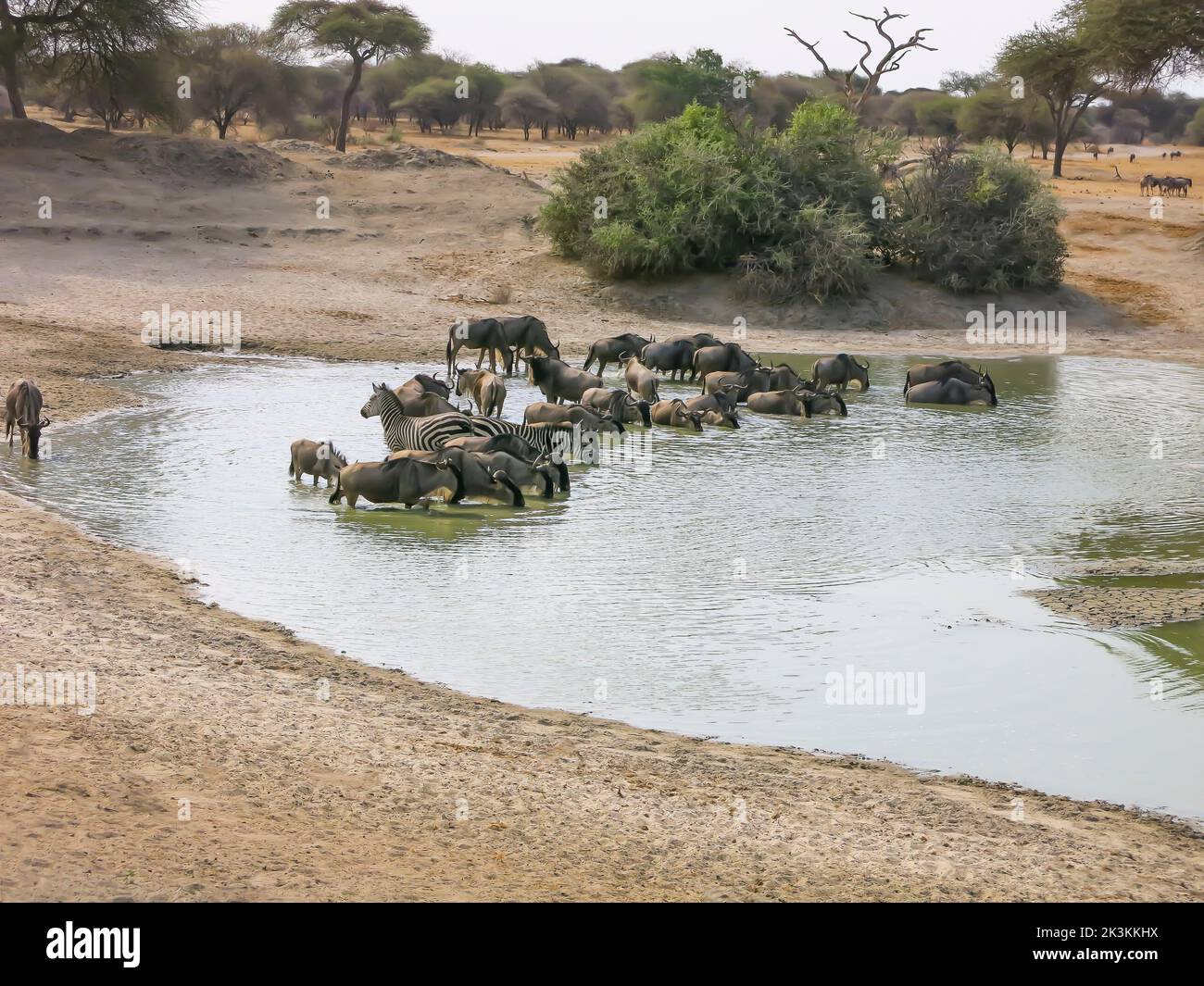 Watering hole for wild animals hi-res stock photography and images - Alamy