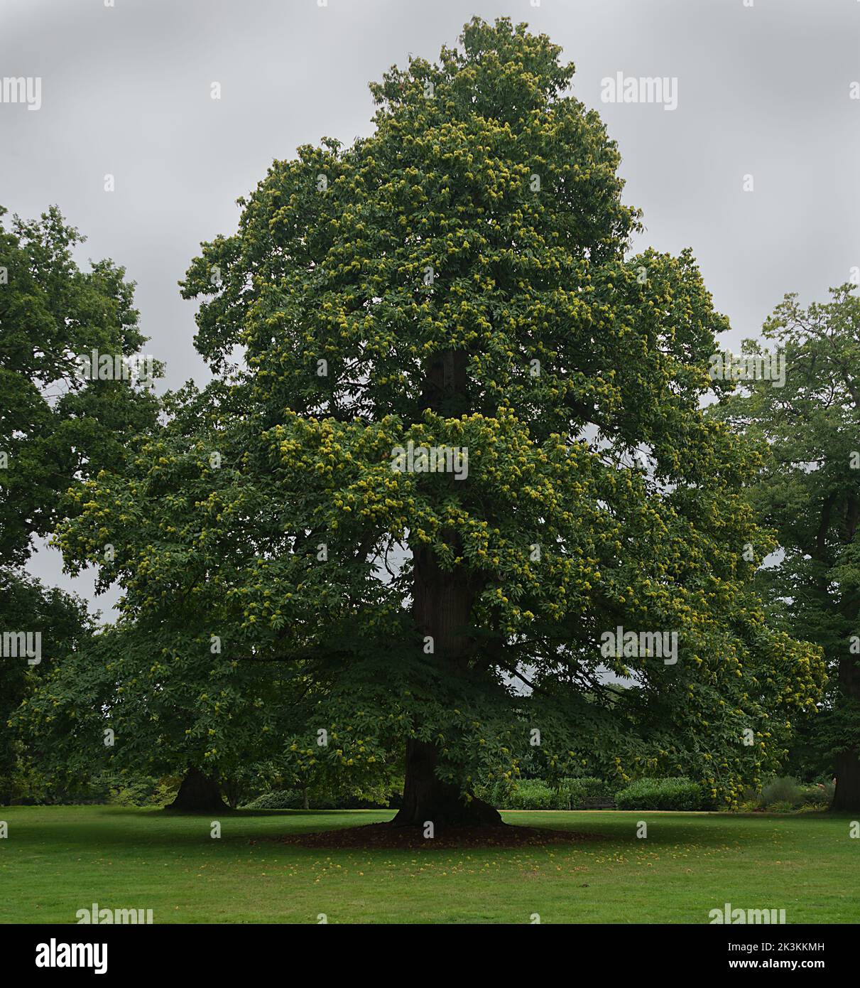 Chestnut tree fruit hi-res stock photography and images - Alamy