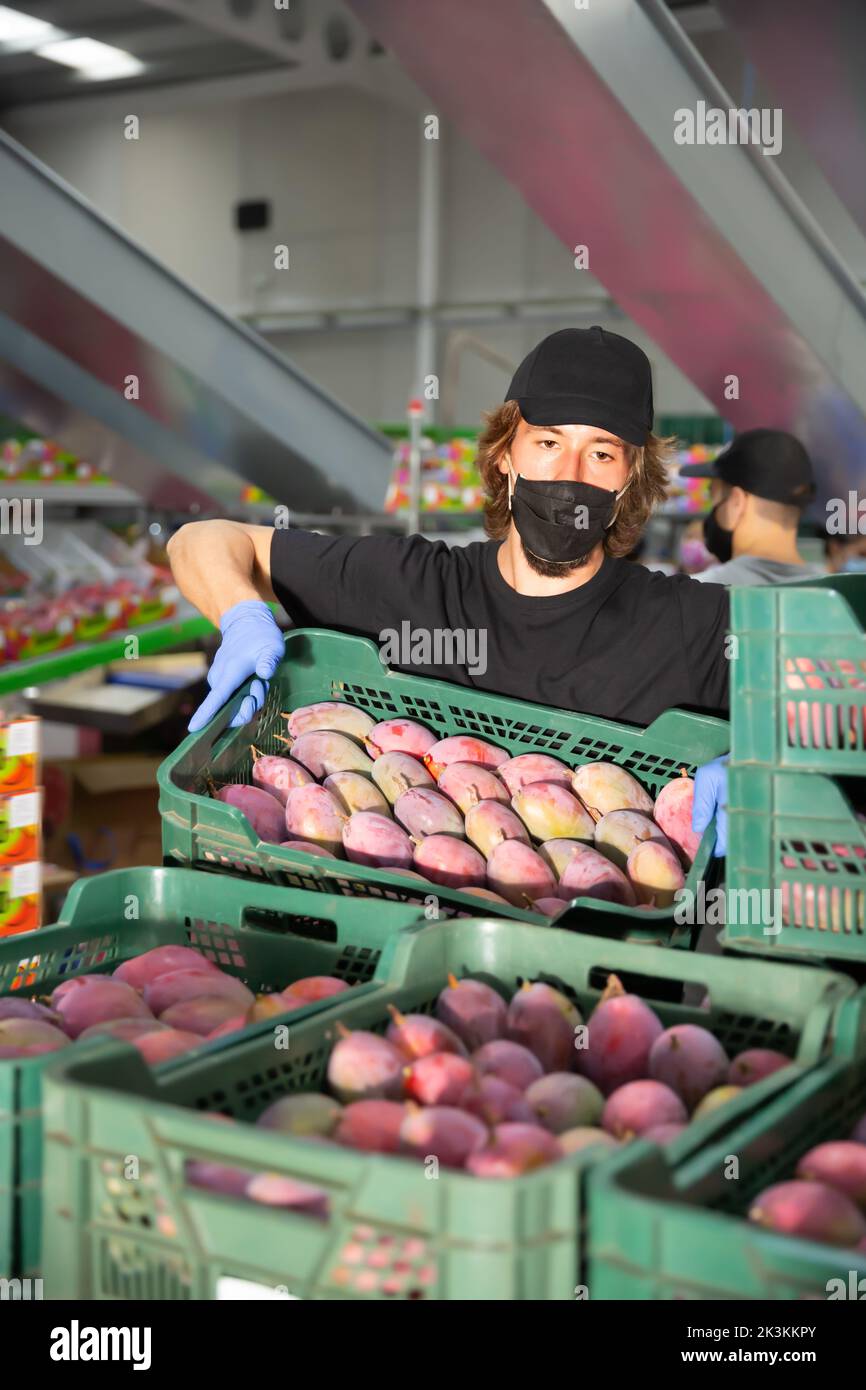 Adult workman stacking boxes with mangoes Stock Photo - Alamy