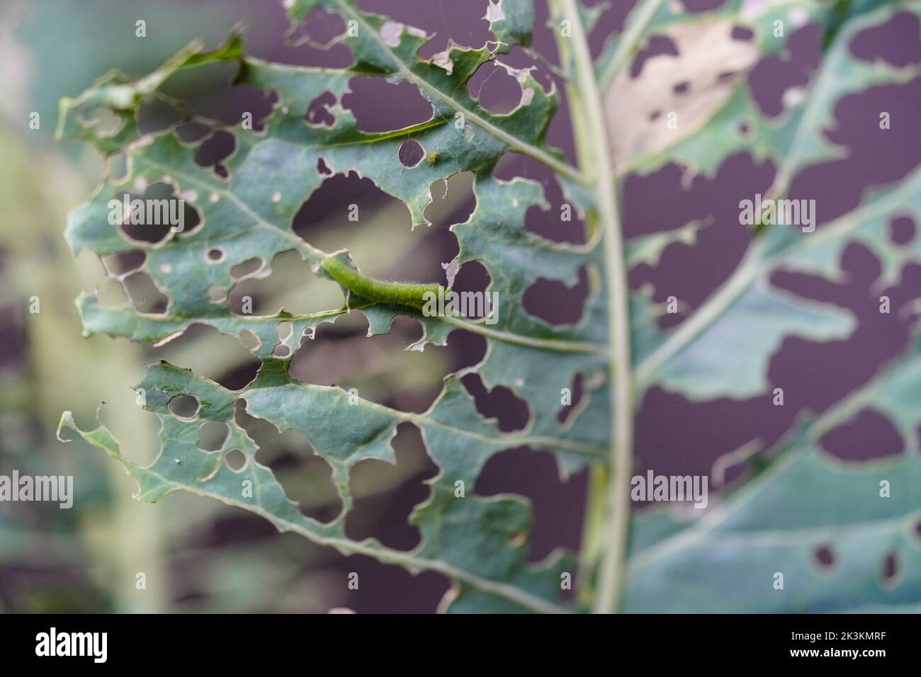 The larvae of the white butterfly Pieris brassicae destroy the cabbage ...