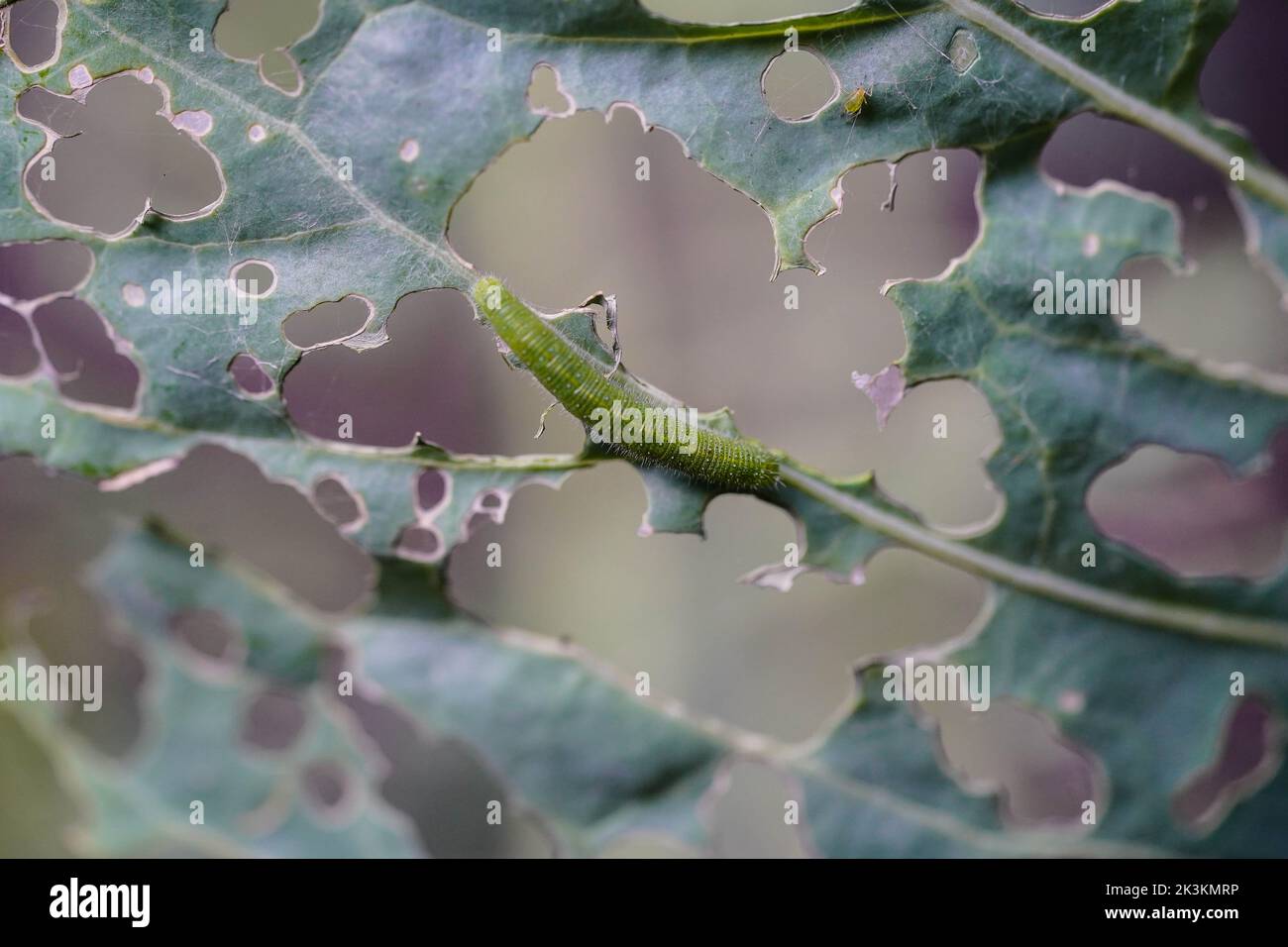 The larvae of the white butterfly Pieris brassicae destroy the cabbage ...